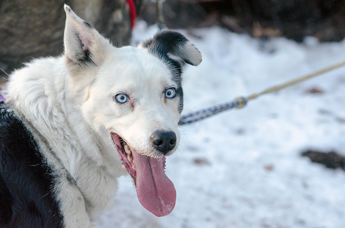 The Dogs | Noble Paws